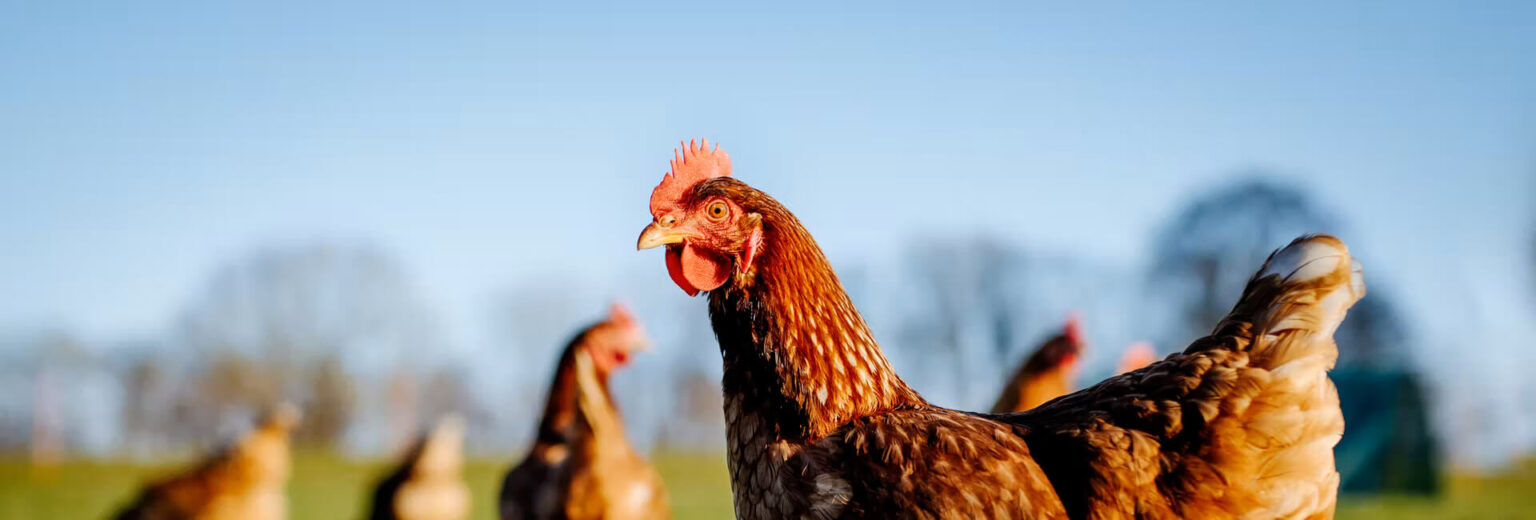 Le Label Rouge - Volailles et œufs Label Rouge