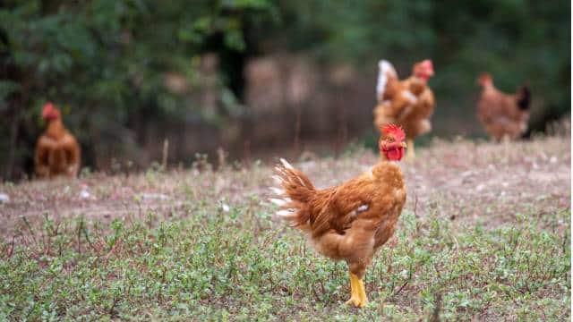 Our poultry farm Label Rouge in Périgord - Volailles et œufs Label Rouge