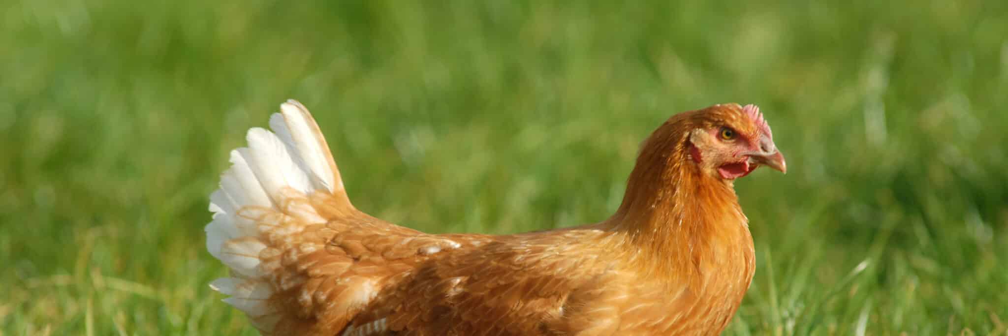 Label Rouge - Volailles et œufs Label Rouge