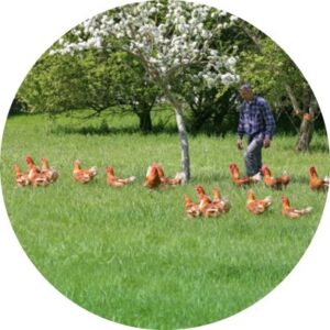 Le Label Rouge - Volailles et œufs Label Rouge